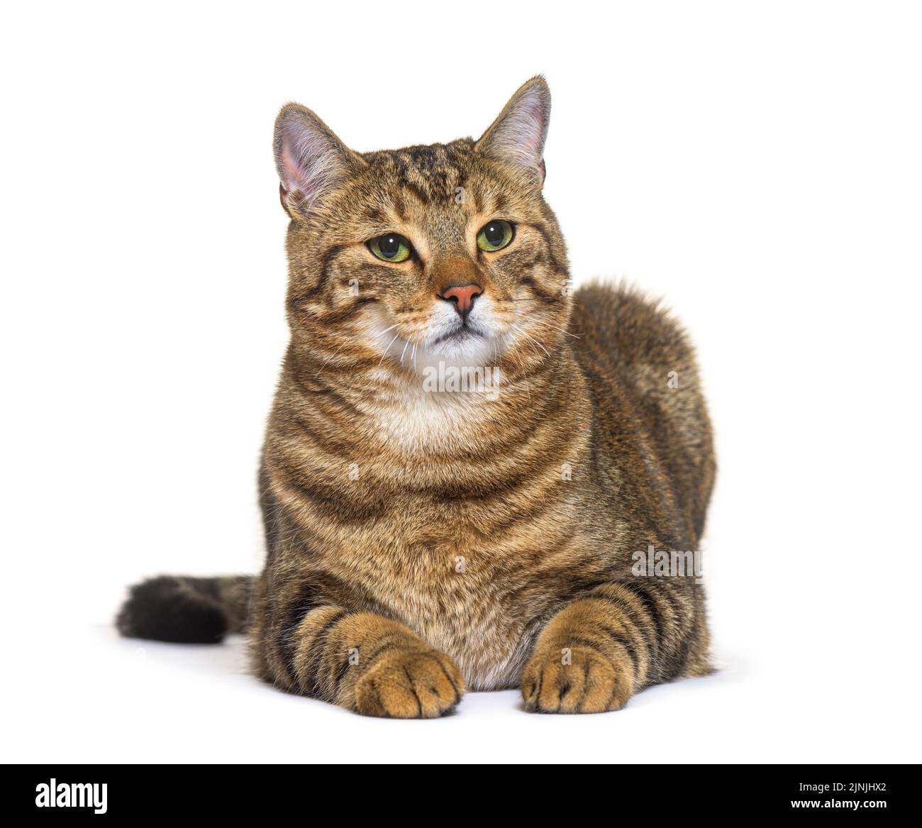 Striped crossbreed cat lying down, isolated on white Stock Photo - Alamy
