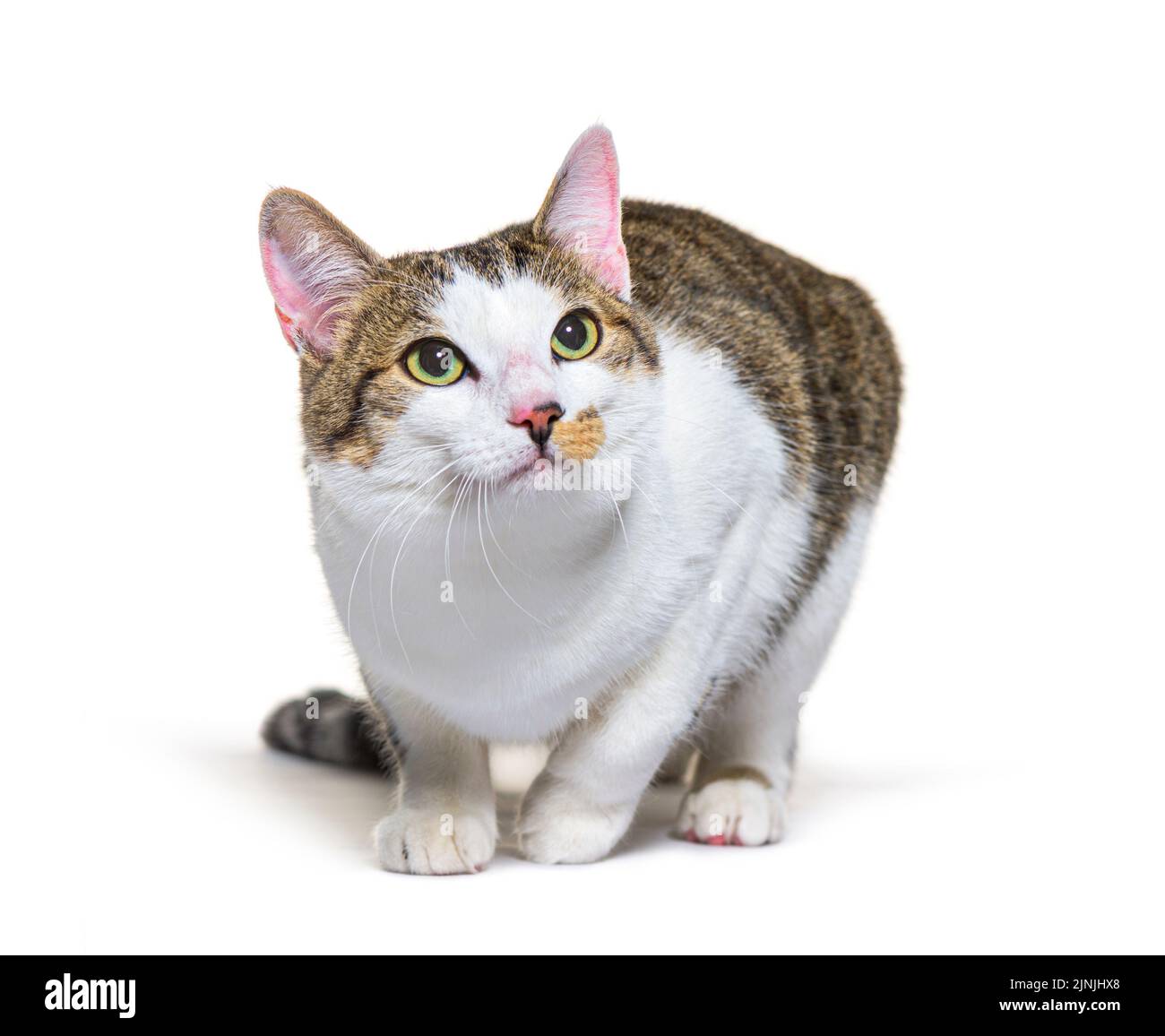 intrigued Mixed breed cat lying down looking up, isolated on white ...