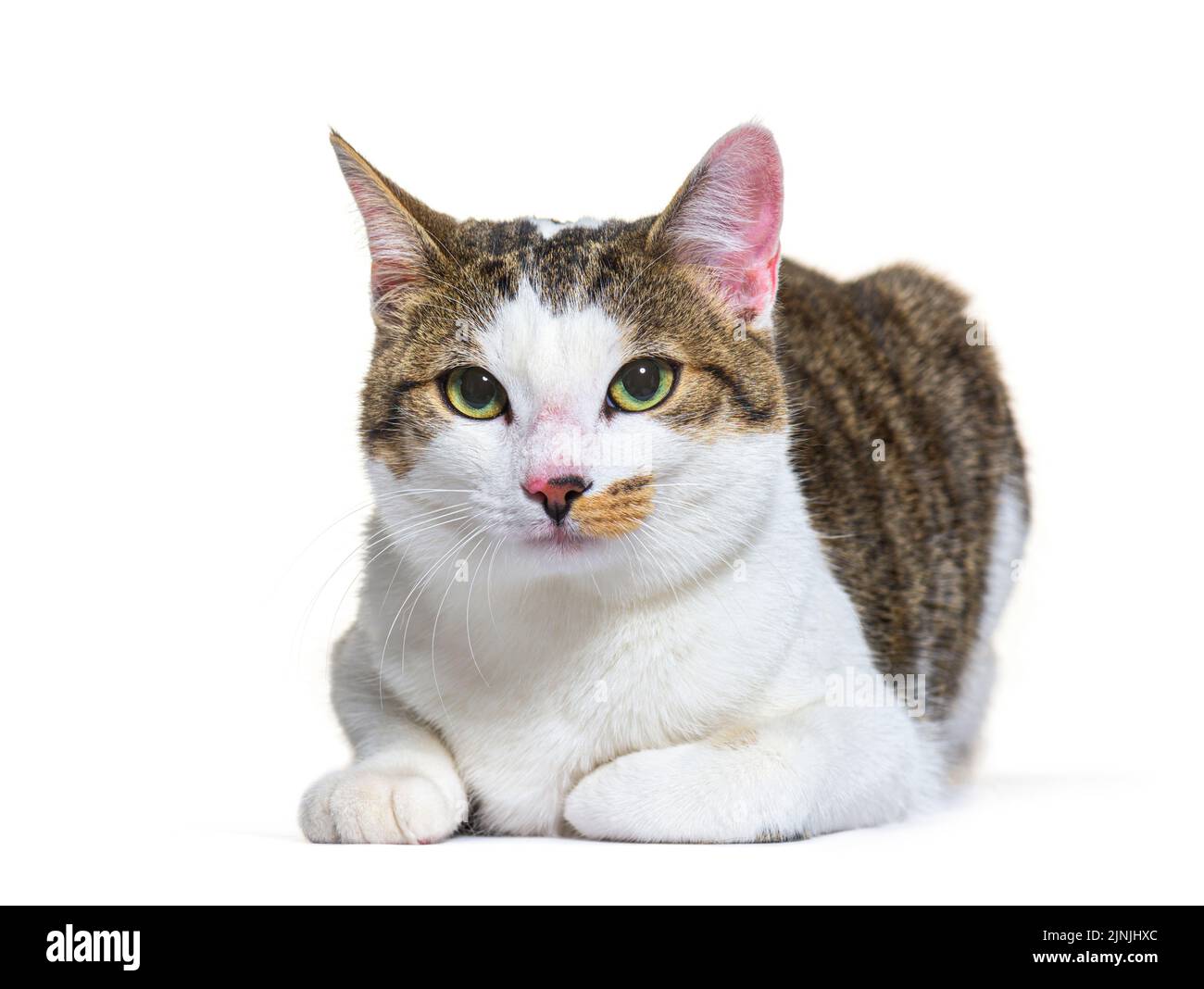 Mixed breed cat lying down, isolated on white Stock Photo - Alamy