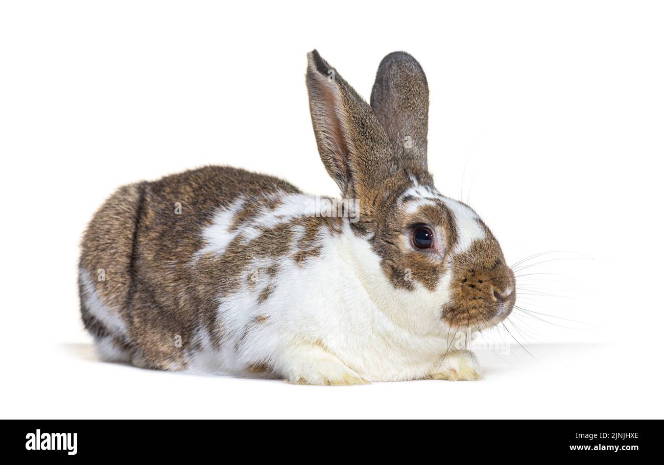 Mixedbreed rabbit, isolated on white Stock Photo - Alamy