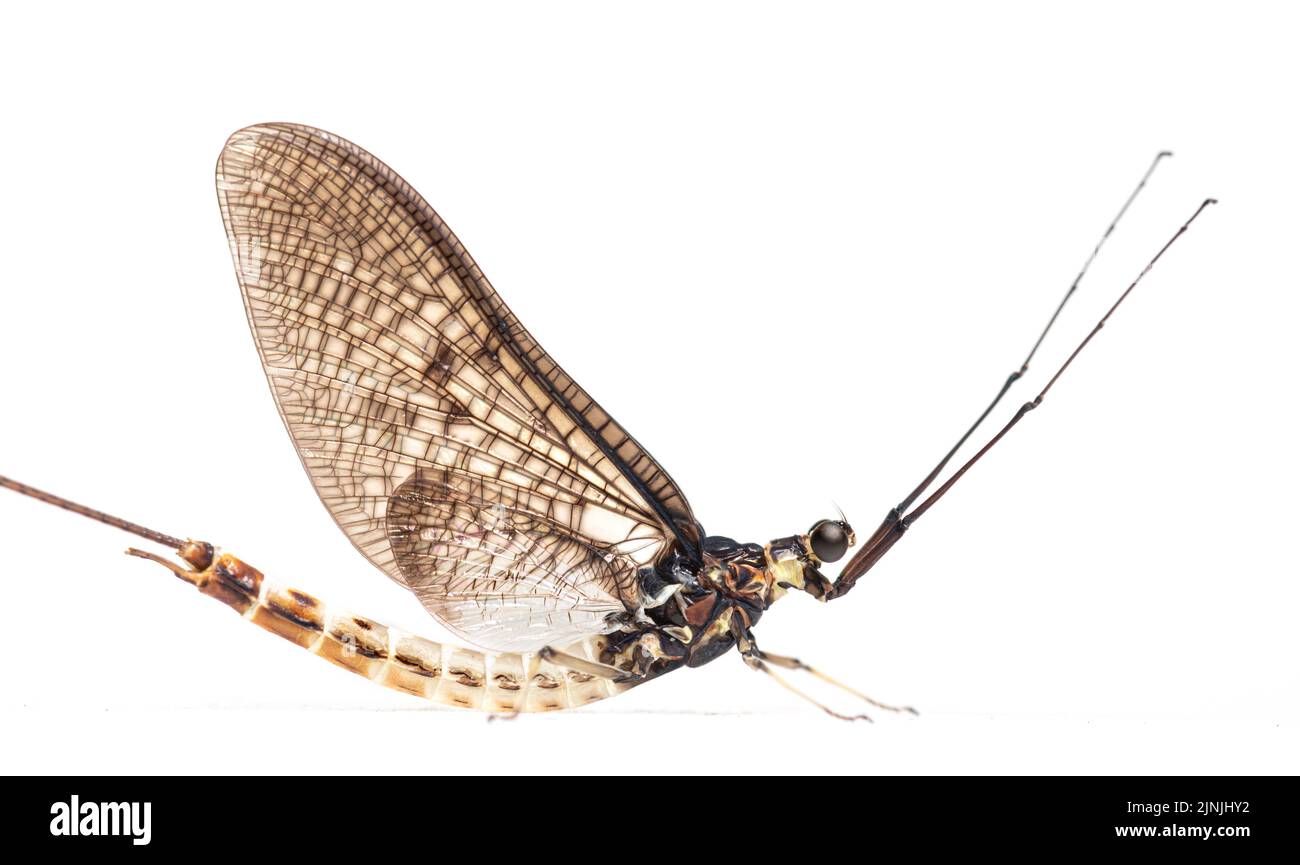 Side view of a green drake mayfly, Ephemera danica Stock Photo - Alamy