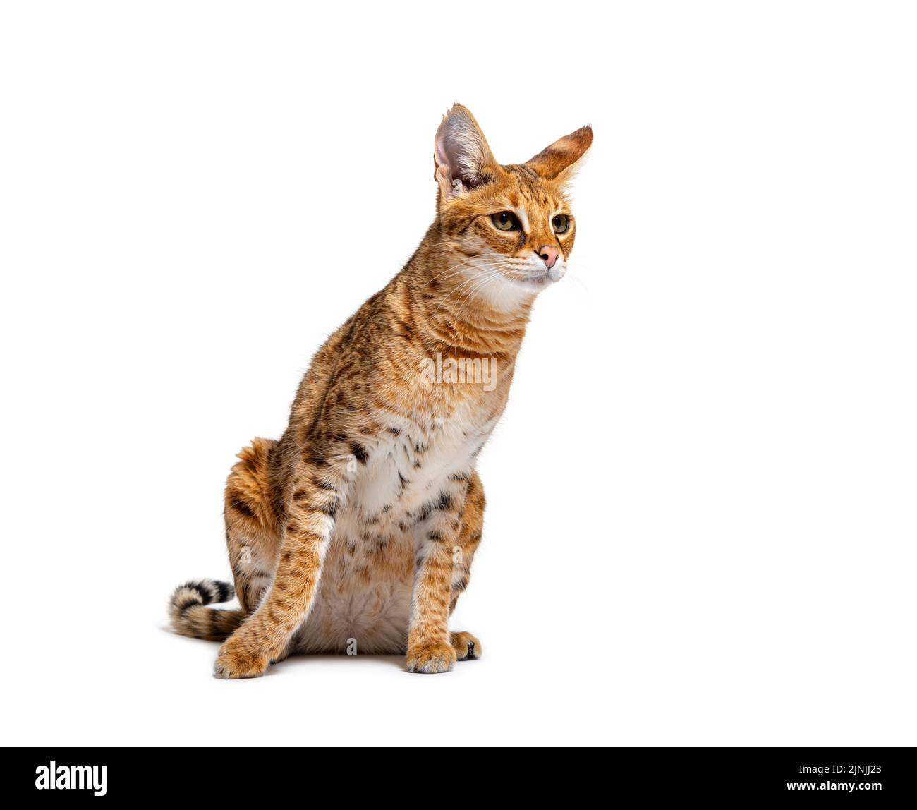 Savannah F1 cat, is a hybrid cat cross between a serval and a domestic ...