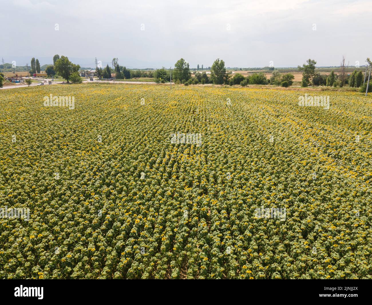 Aerial view of landscape sunflower field near city of Plovdiv, Bulgaria ...