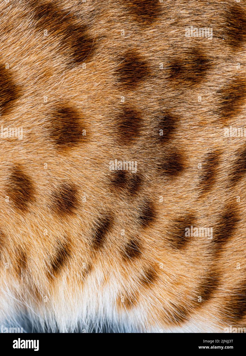 Spotted fur hi-res stock photography and images - Alamy