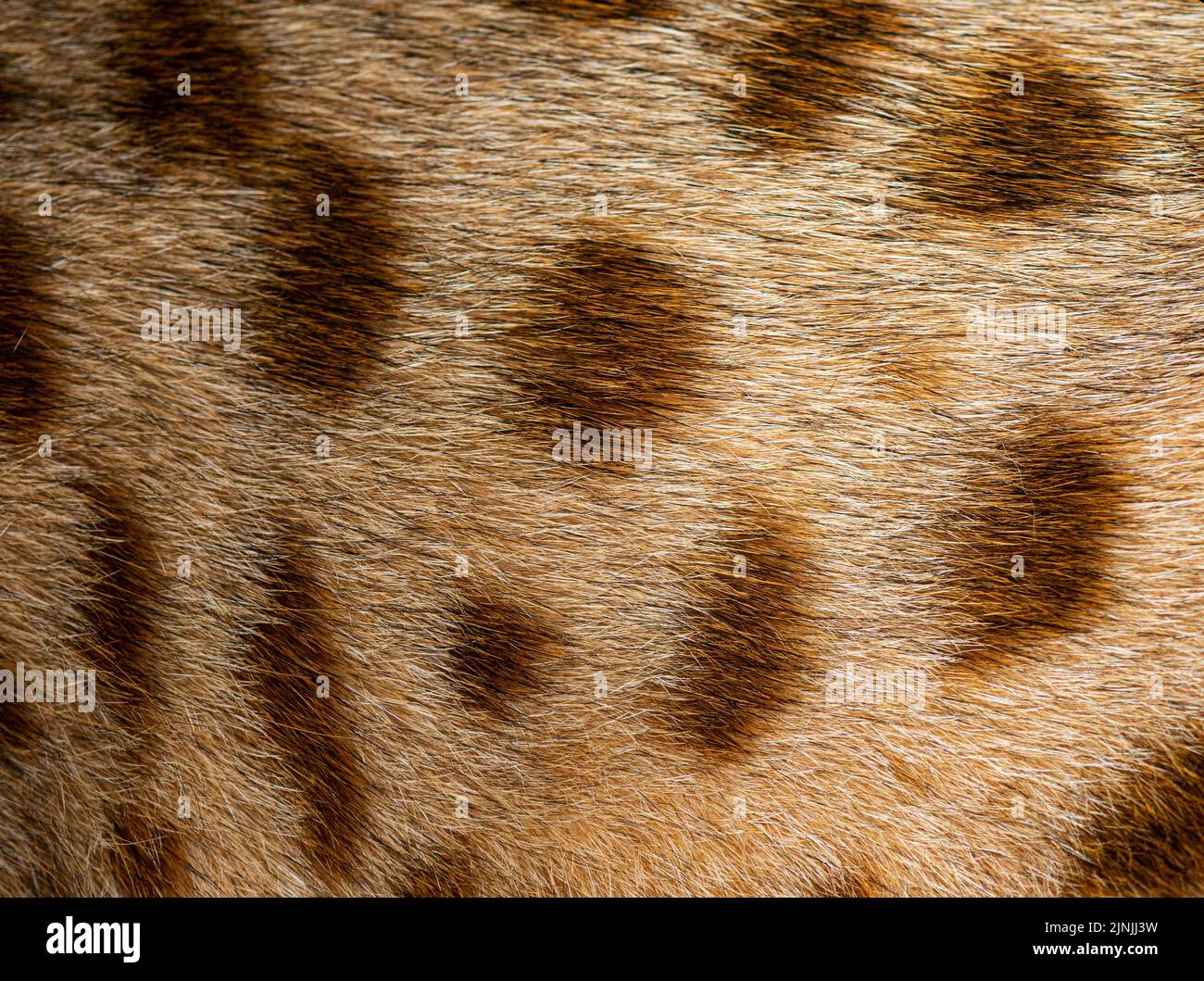 Spotted fur hi-res stock photography and images - Alamy