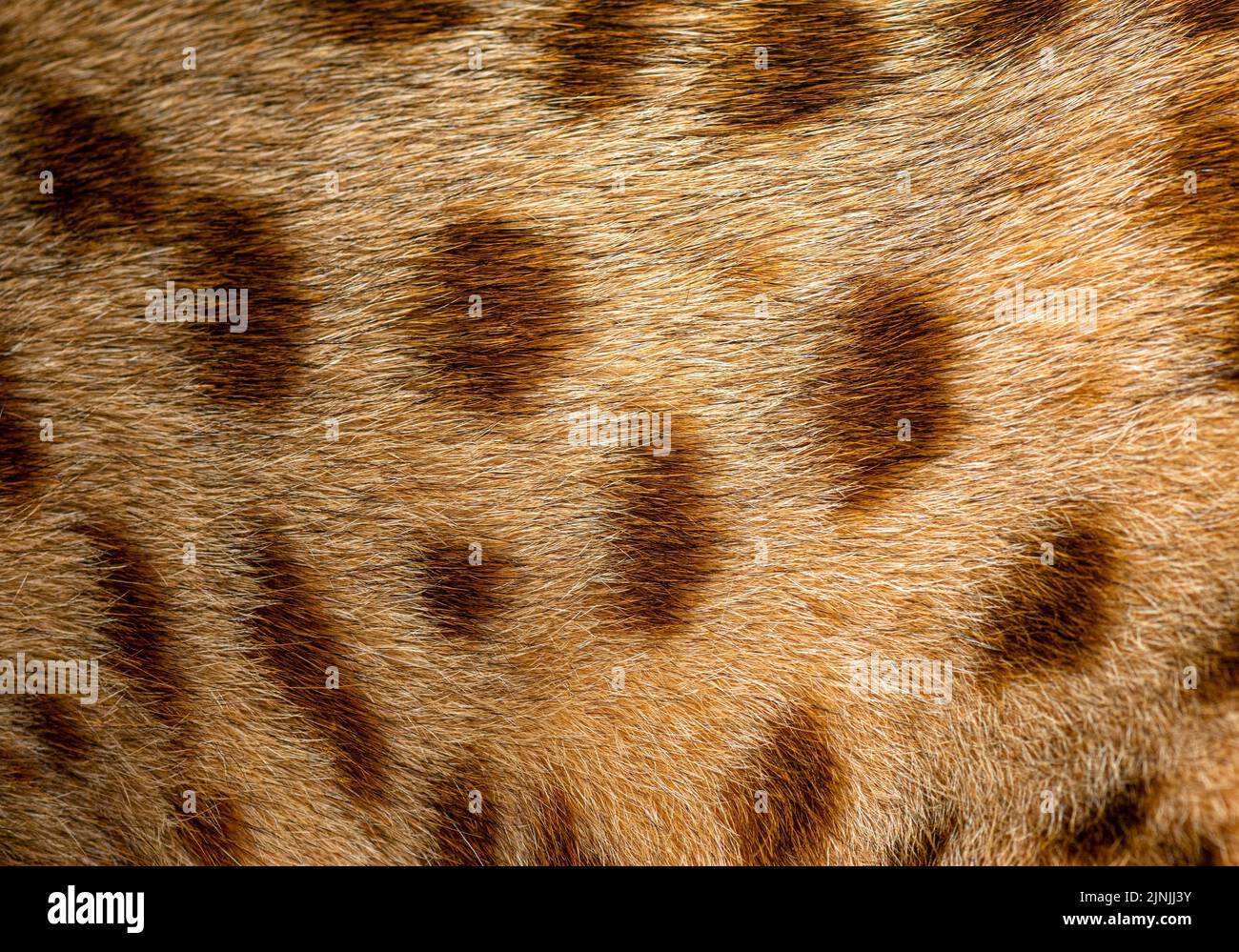 Spotted fur hi-res stock photography and images - Alamy