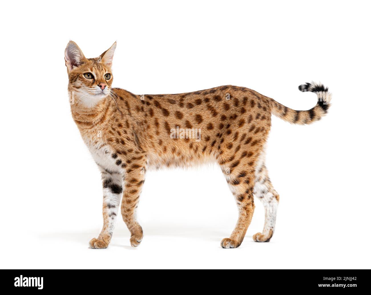 Side view of a savannah F1 cat, is a hybrid cat cross between a serval ...