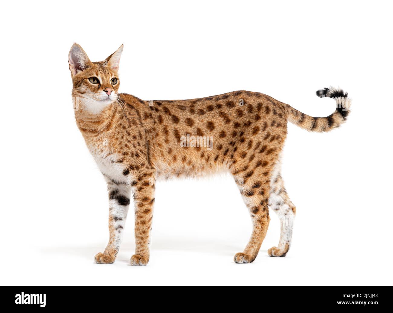 Side view of a savannah F1 cat, is a hybrid cat cross between a serval ...