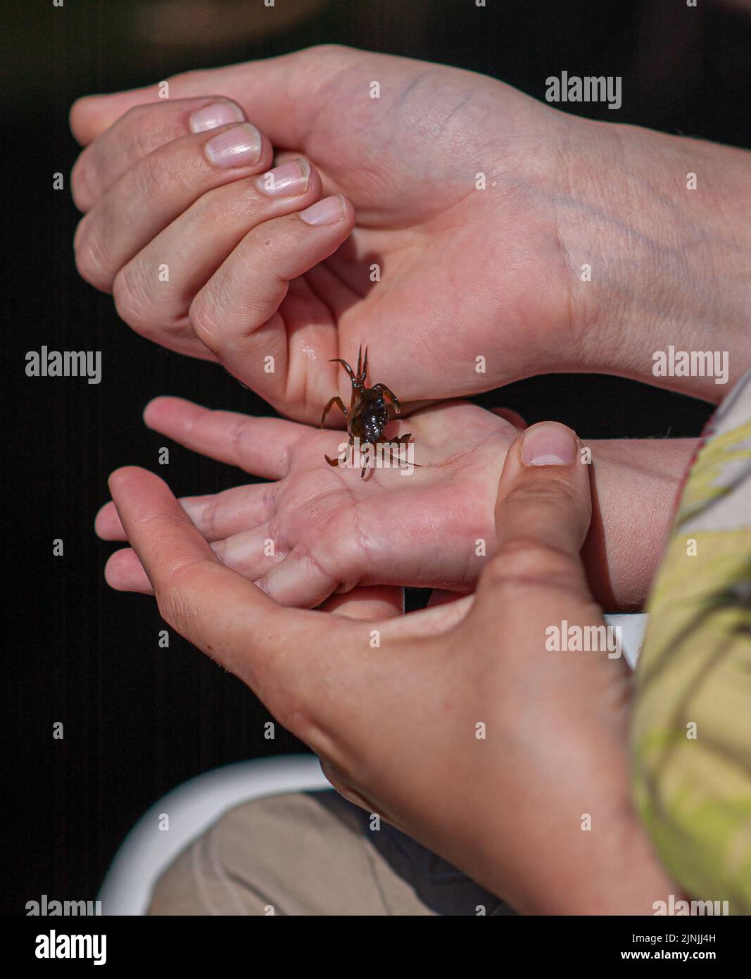 A vertical closeup of a female hand putting a small adorable crab on ...