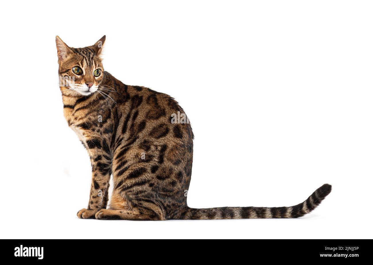 Side view of a Bengal cat sitting, isolated on white Stock Photo - Alamy
