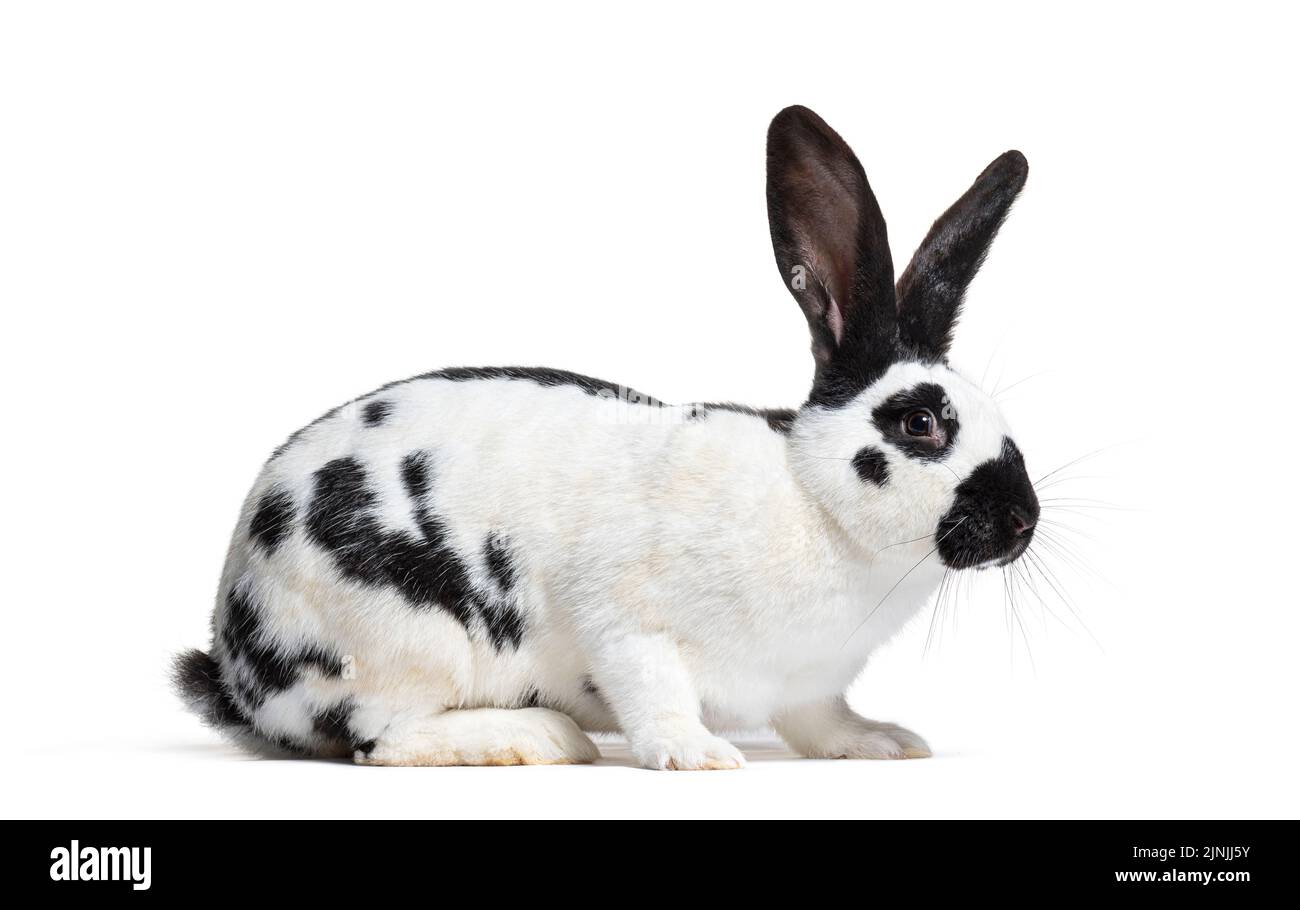 Checkered giant Cut Out Stock Images & Pictures - Alamy