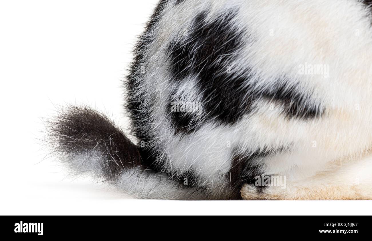 Macro close-up of black and white spotted Checkered Giant rabbit tail ...