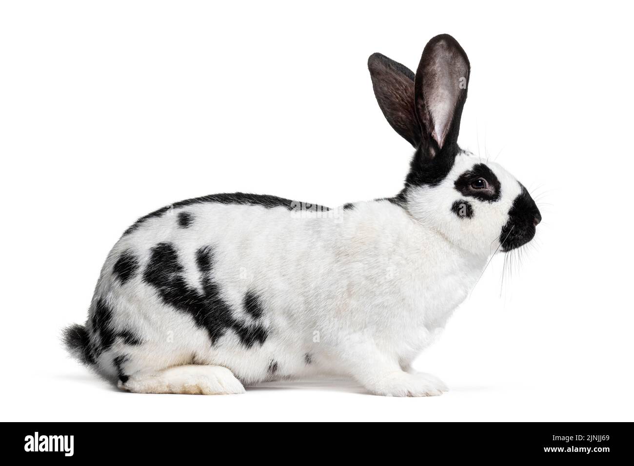 Side view of a Checkered Giant rabbit, isolated on white Stock Photo ...