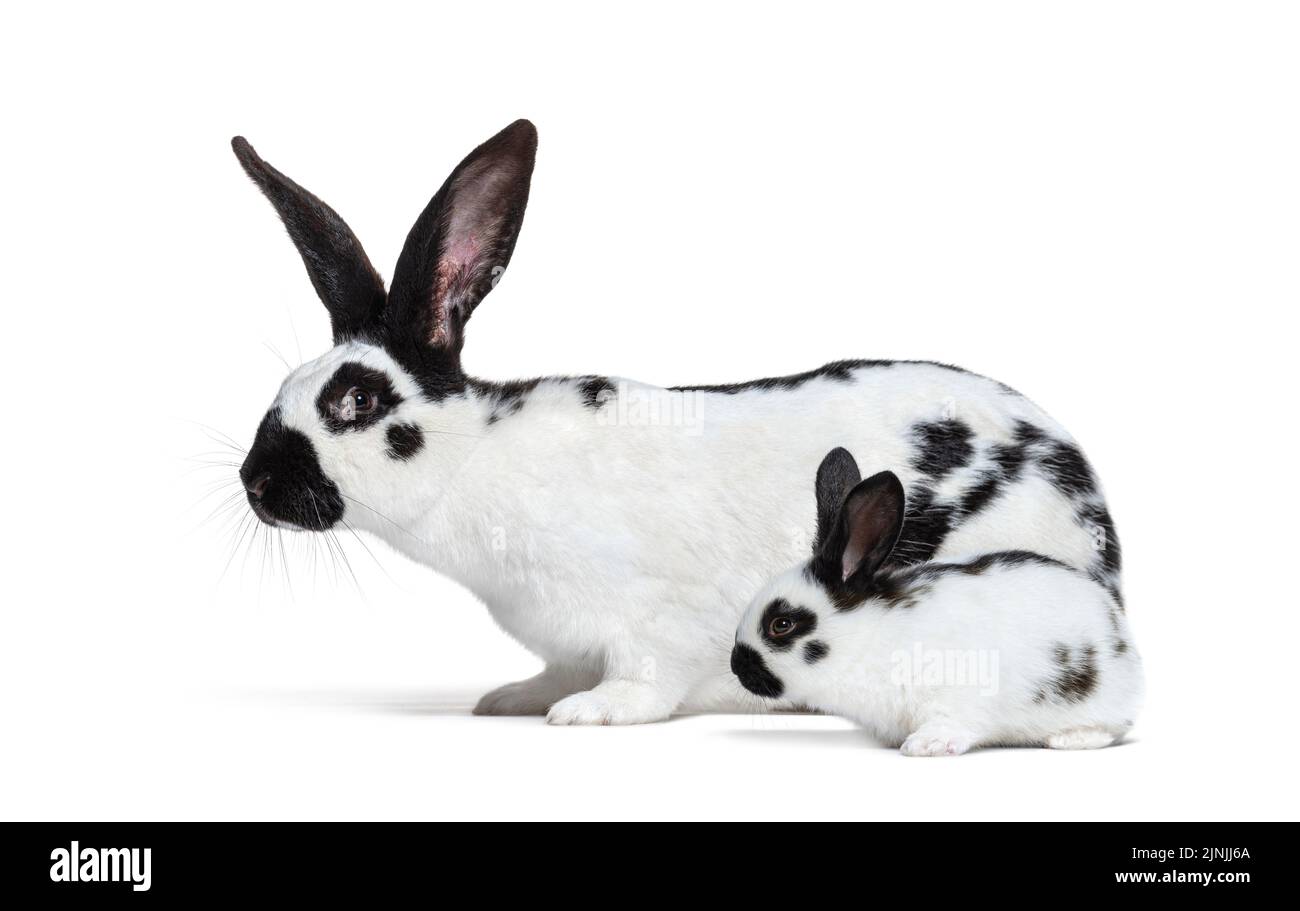 Side view of a mother Checkered Giant rabbit and her baby bunny ...