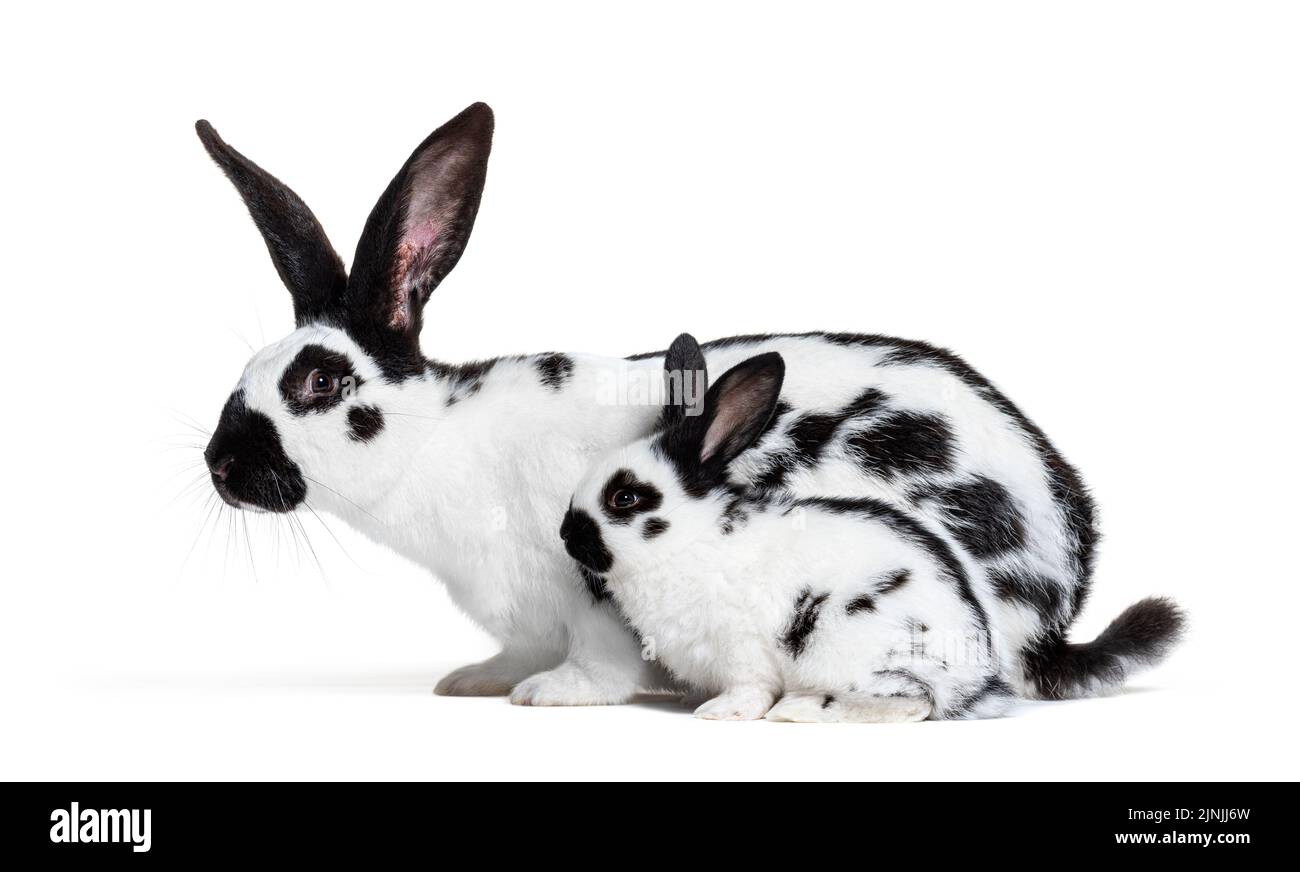 Side view of a mother Checkered Giant rabbit and her baby bunny ...
