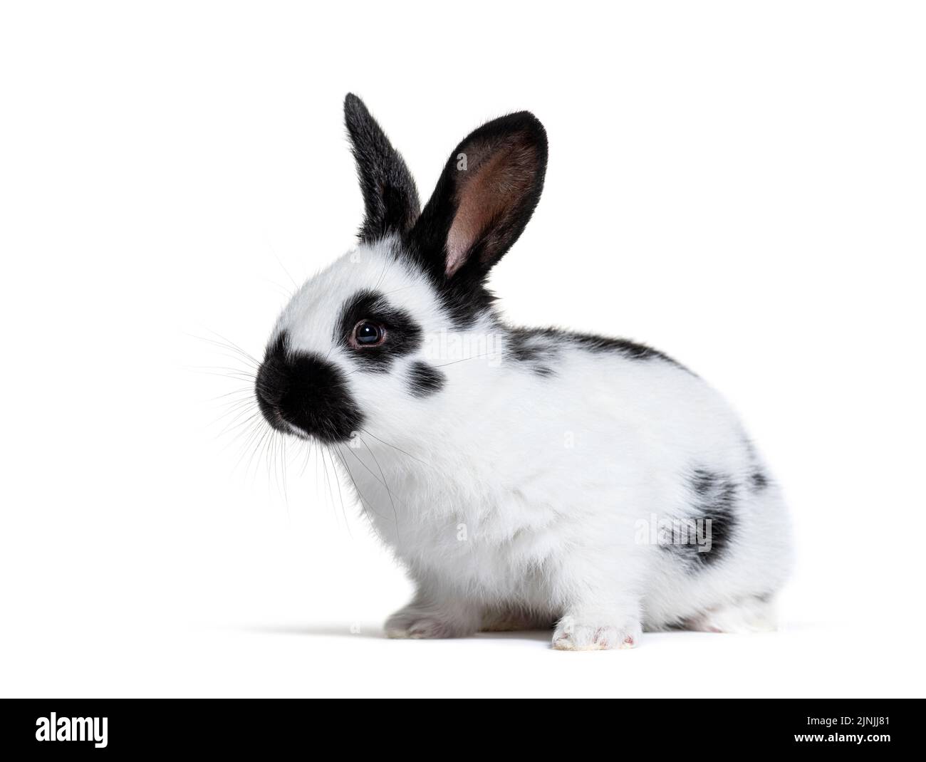 Side view of a Checkered Giant rabbit Bunny Stock Photo - Alamy