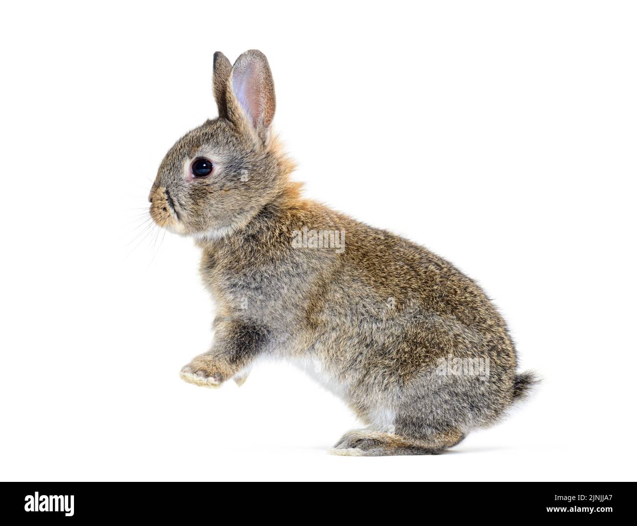 Leaping rabbit hi-res stock photography and images - Alamy