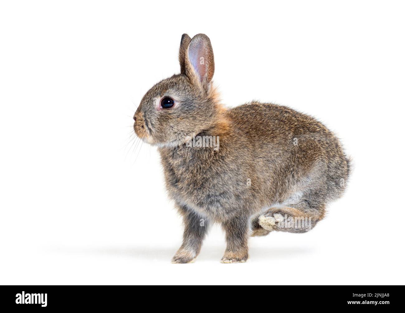 Leaping rabbit hi-res stock photography and images - Alamy