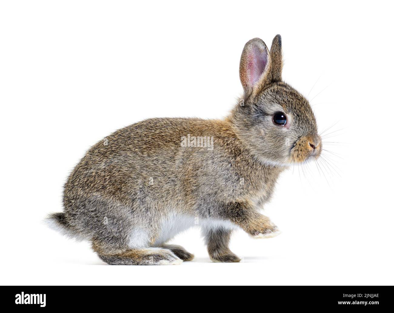 Rabbit jump nobody Cut Out Stock Images & Pictures - Alamy