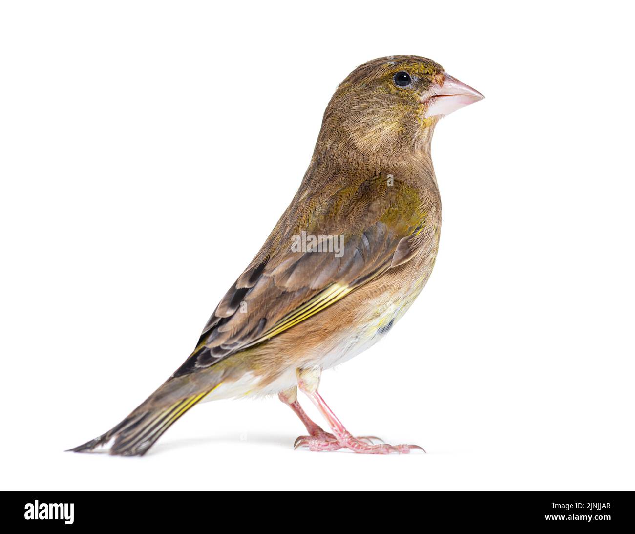Side view of a European greenfinch, Chloris chloris, isolated on white ...