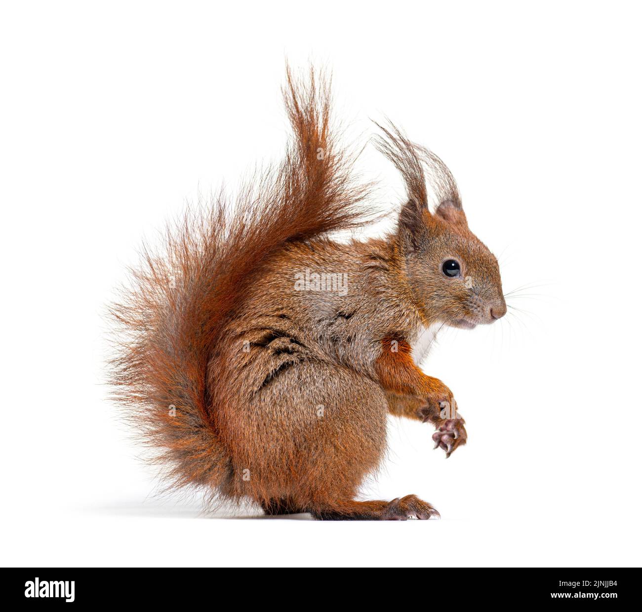 Side view of a Eurasian red squirrel looking at the camera, sciurus ...