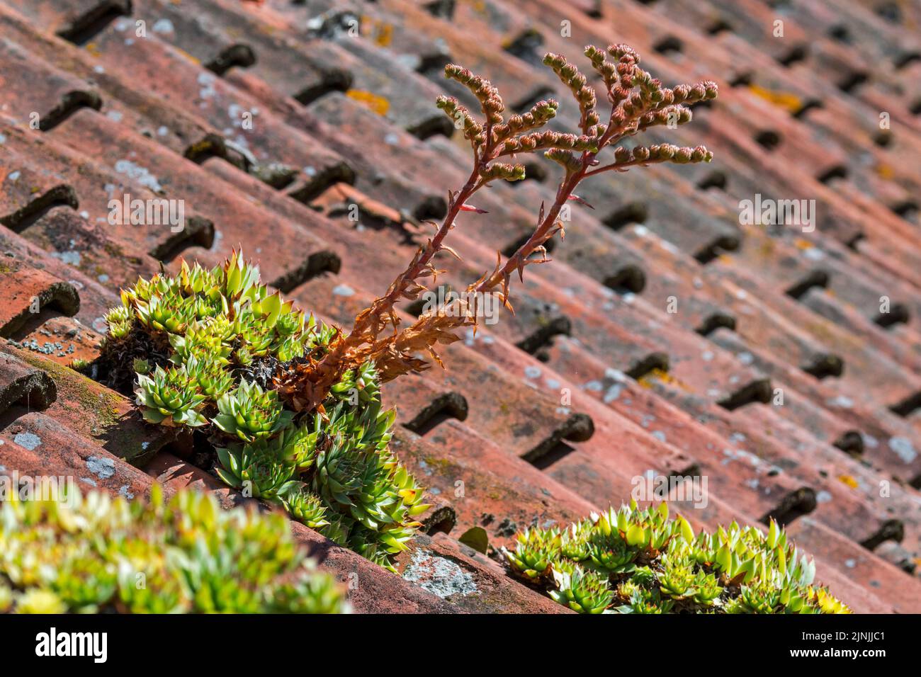 Common houseleek (Sempervivum tectorum) growing on old house roof with ...