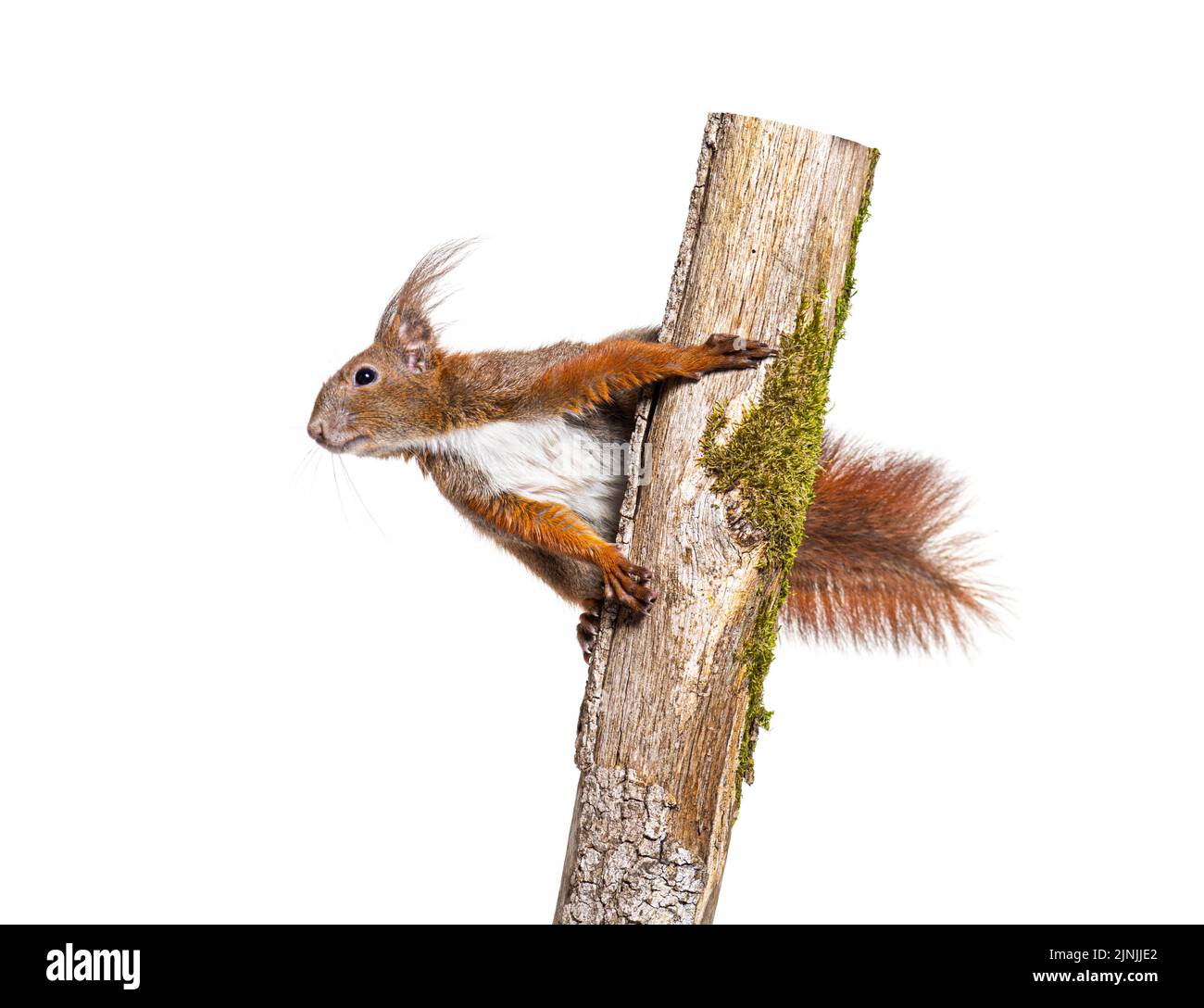 Eurasian red squirrel climbing on a tree branch, sciurus vulgaris ...