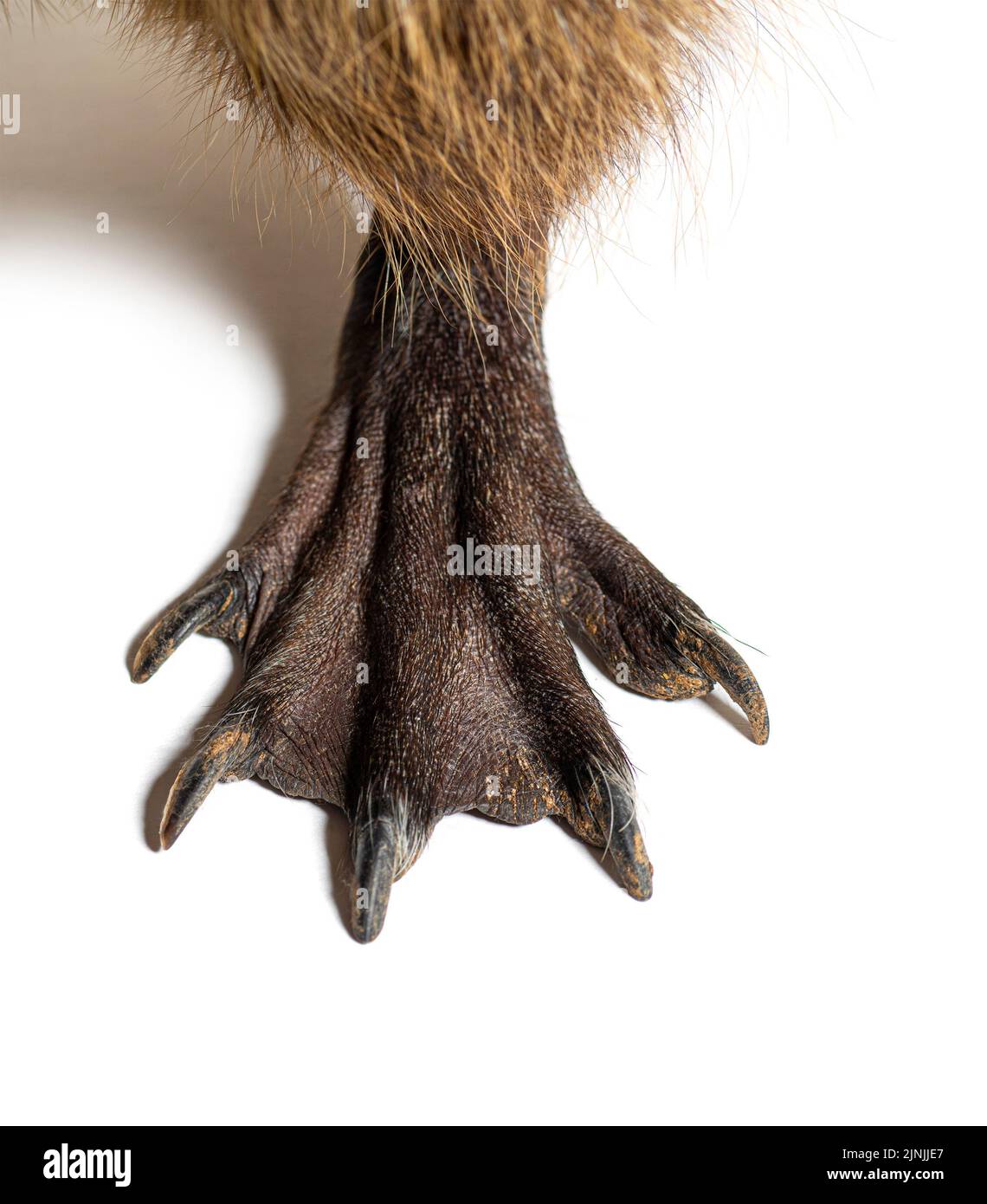 Webbed feet close up hi-res stock photography and images - Alamy