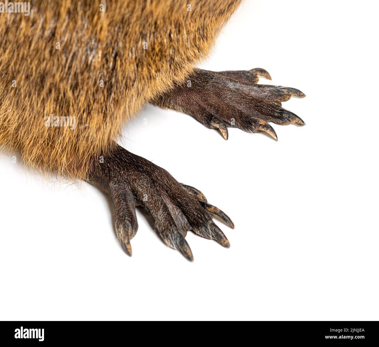 Nutria myocastor coypus feet hi-res stock photography and images - Alamy