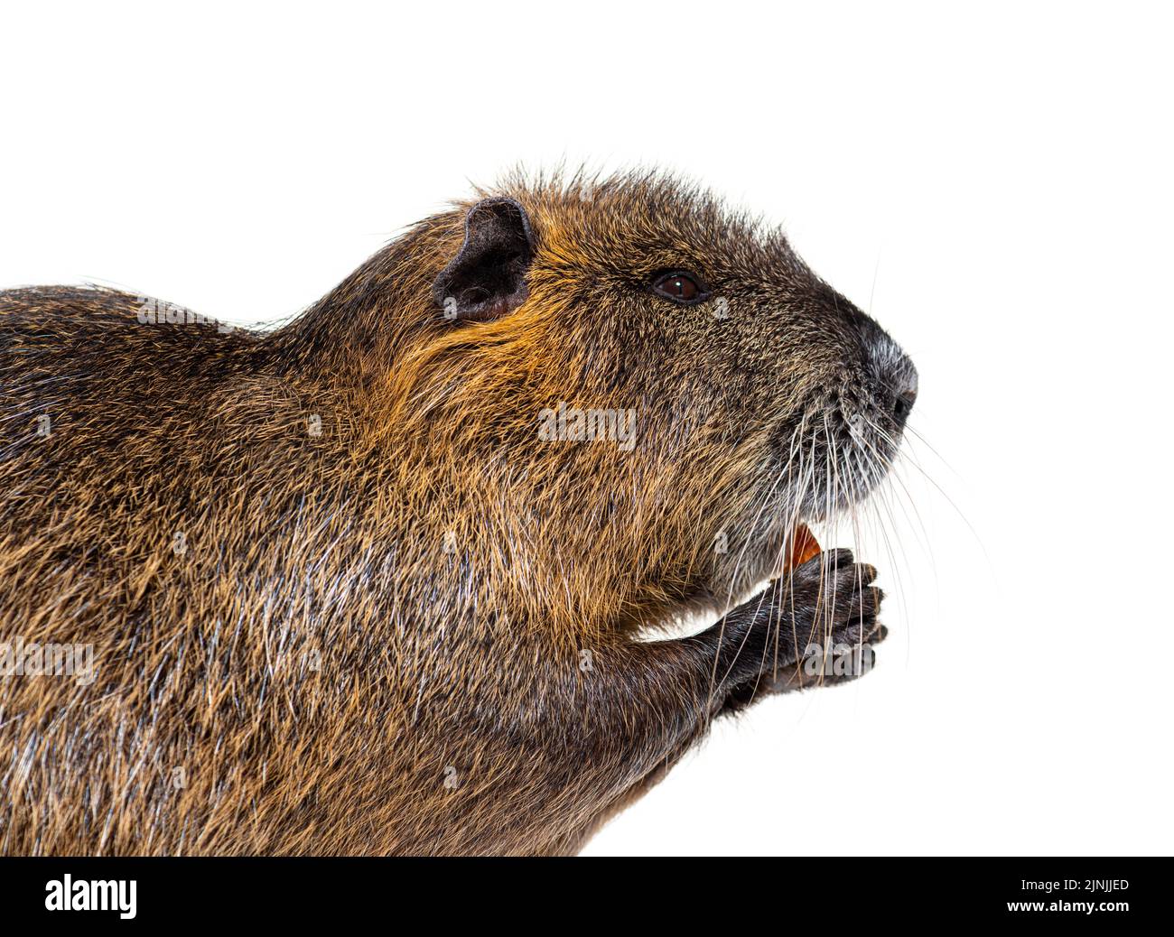 head shot Side view of a Nutria or Coypu, Myocastor coypus, isolated on ...