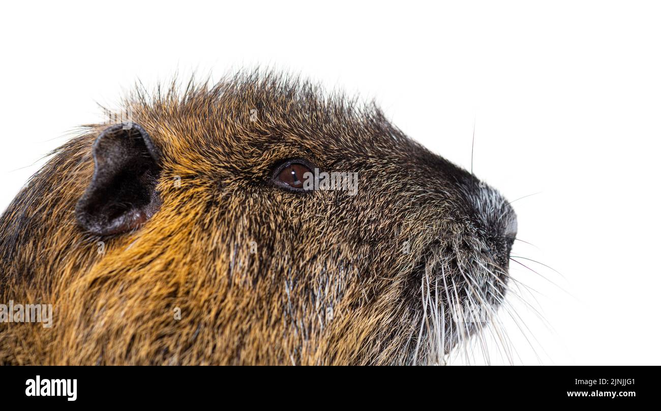 head shot Side view of a Nutria or Coypu, Myocastor coypus, isolated on ...