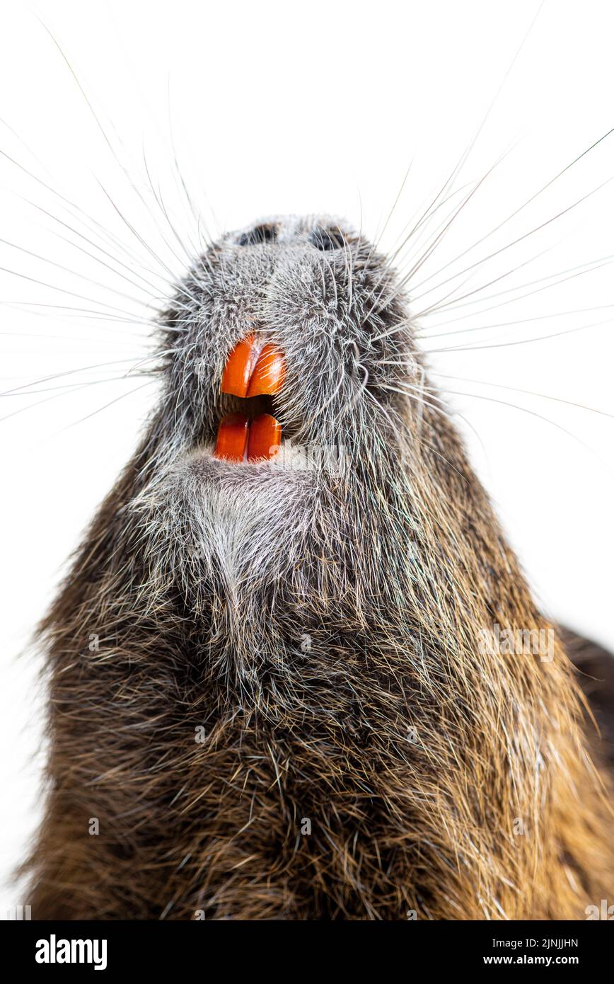 Details of the teeth and whiskers of a coypu, Myocastor coypus ...