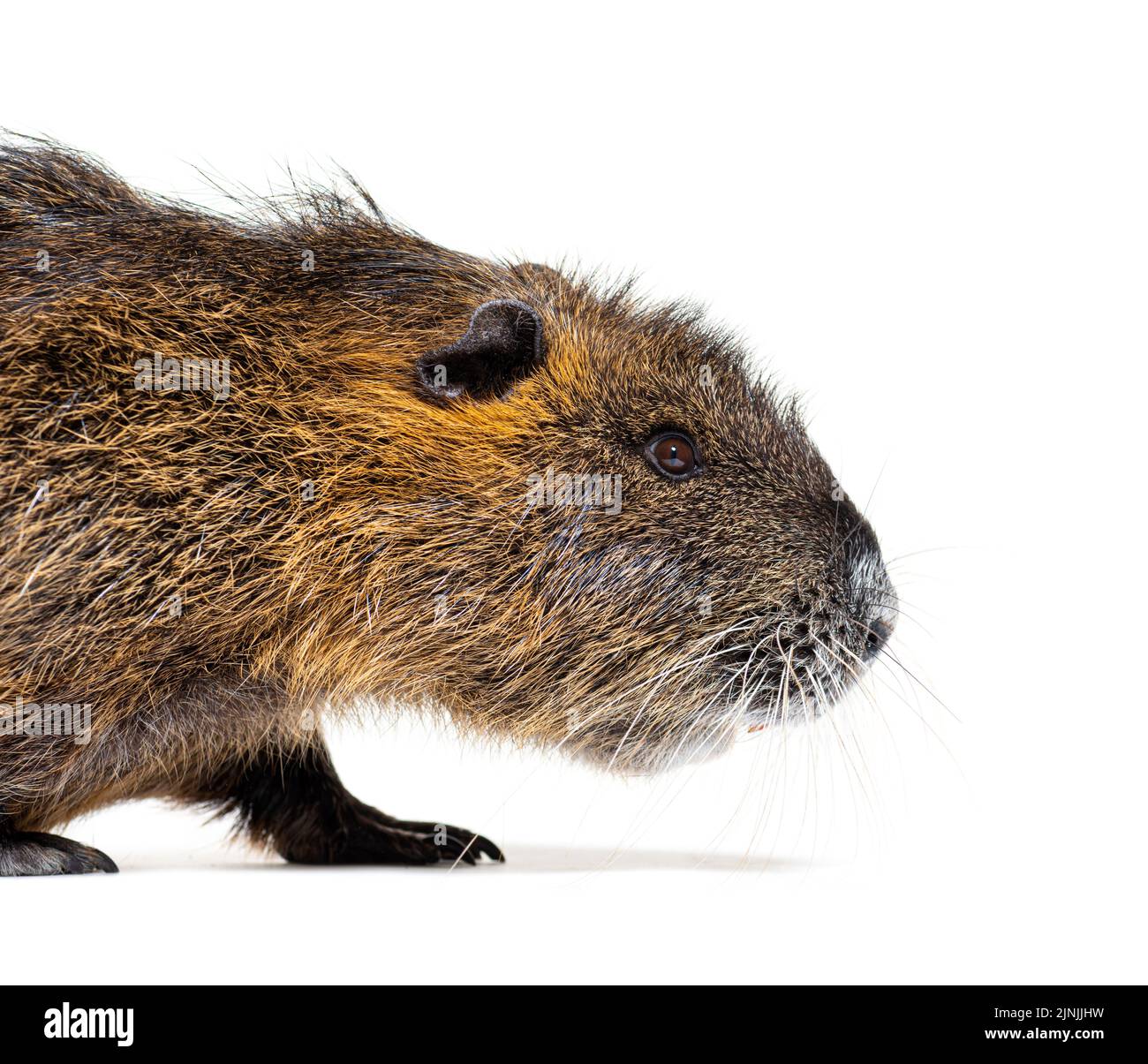 Side view of a Nutria or Coypu, Myocastor coypus, isolated on white ...