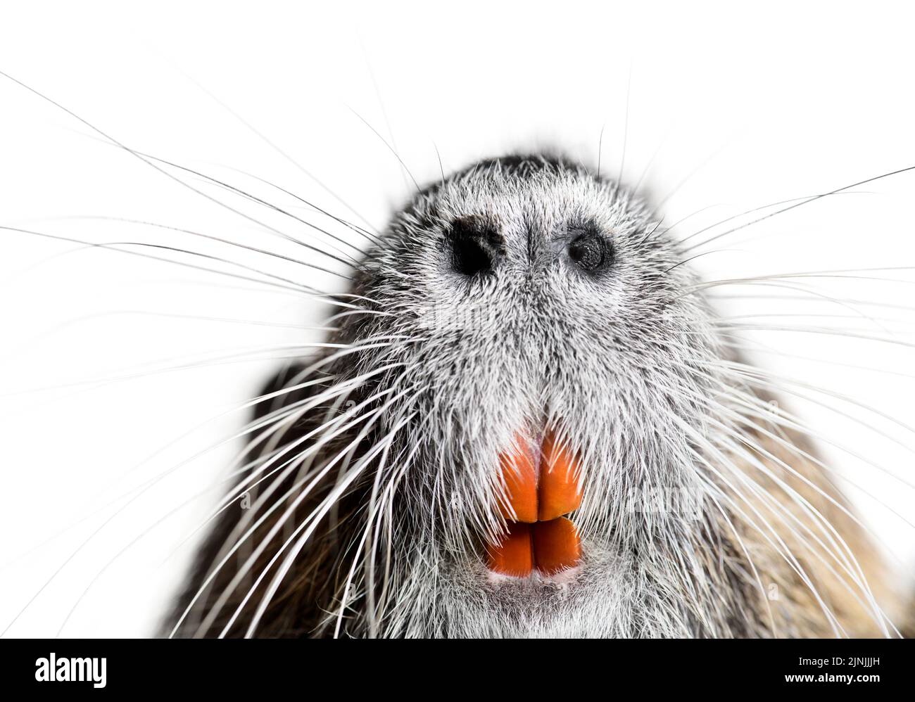 Details of the teeth and whiskers of a coypu, Myocastor coypus ...