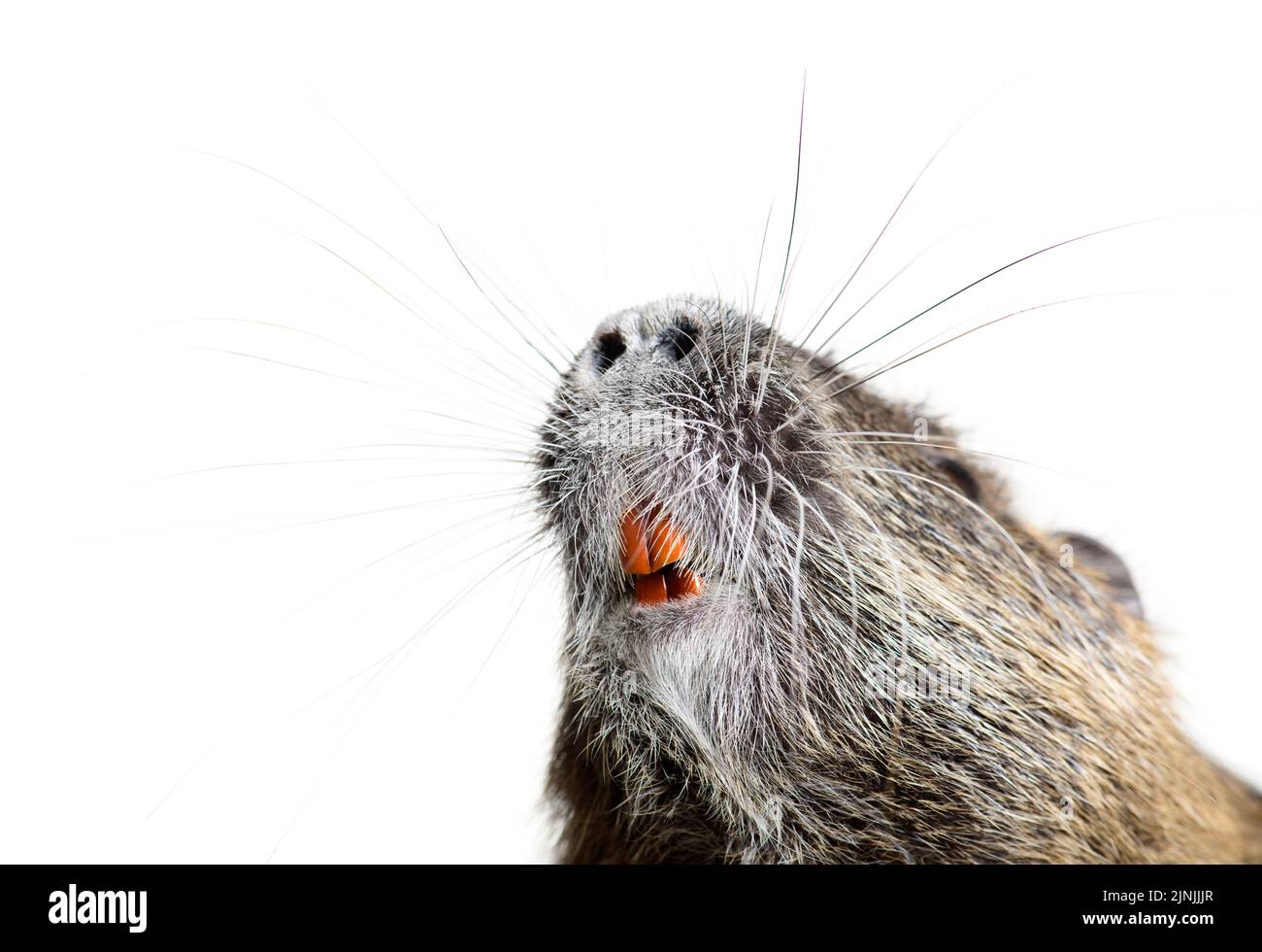 Details of the teeth and whiskers of a coypu, Myocastor coypus ...
