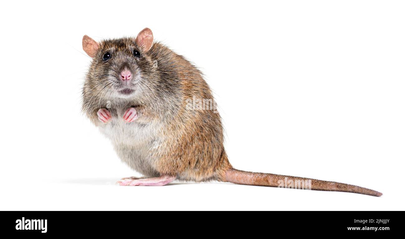 Side view of a brown rat looking at the camera On its hind legs, Rattus ...