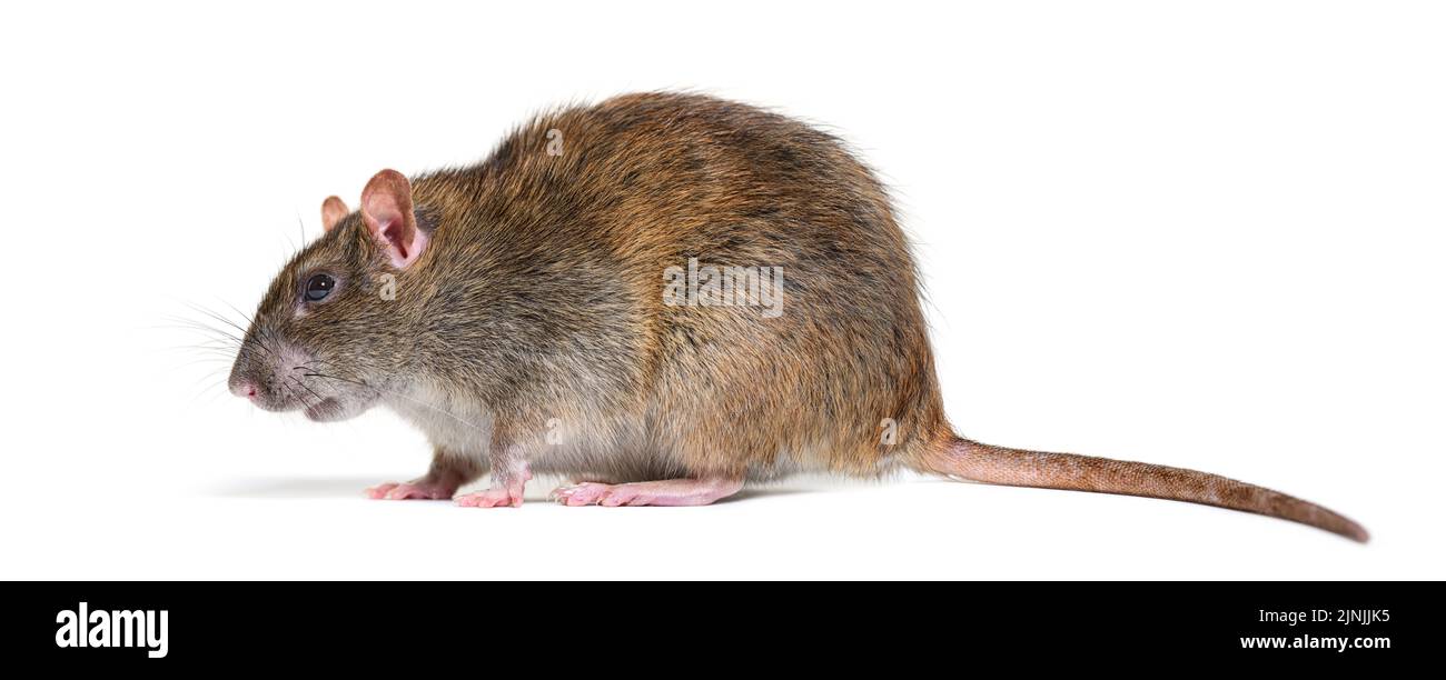 Side view of a brown rat, Rattus norvegicus, isolated Stock Photo - Alamy