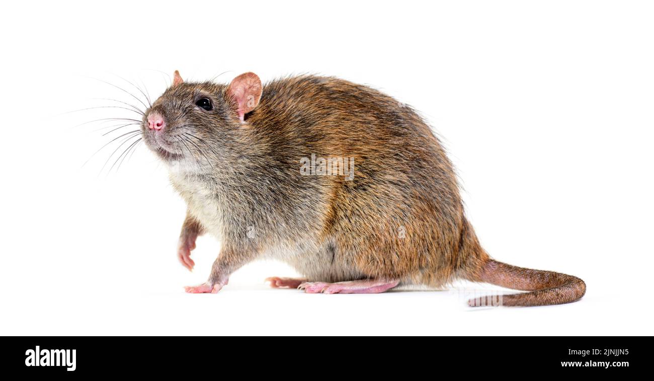 Side view of a brown rat, Rattus norvegicus, isolated Stock Photo - Alamy