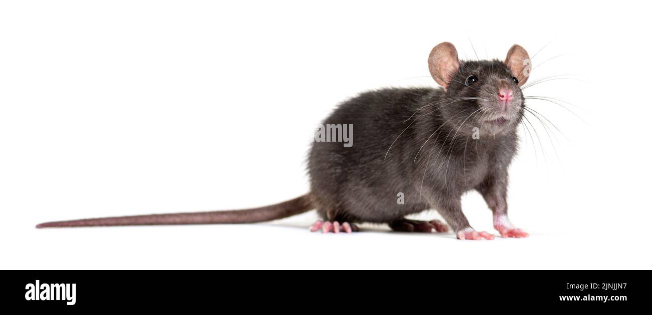 Front facing roof Cut Out Stock Images & Pictures - Alamy