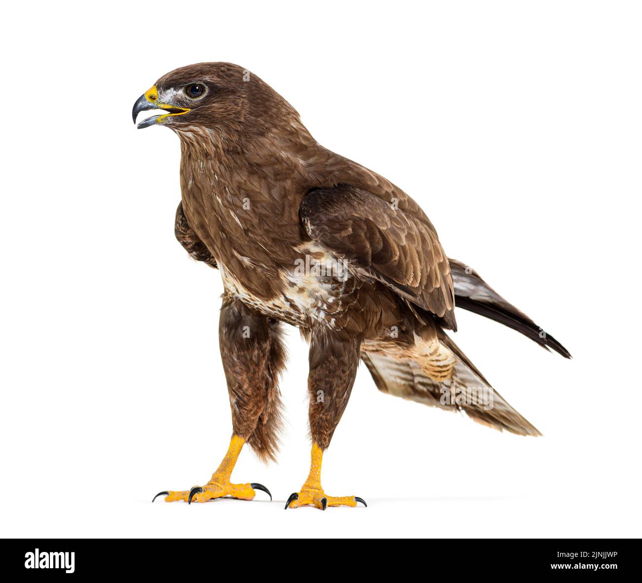 Side view of a common buzzard bird, Buteo buteo; isolated on white ...