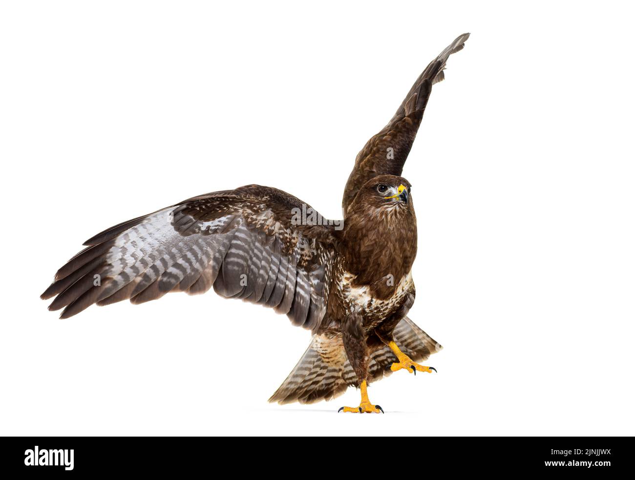 Common buzzard take off wings spread, Buteo buteo; isolated on white ...