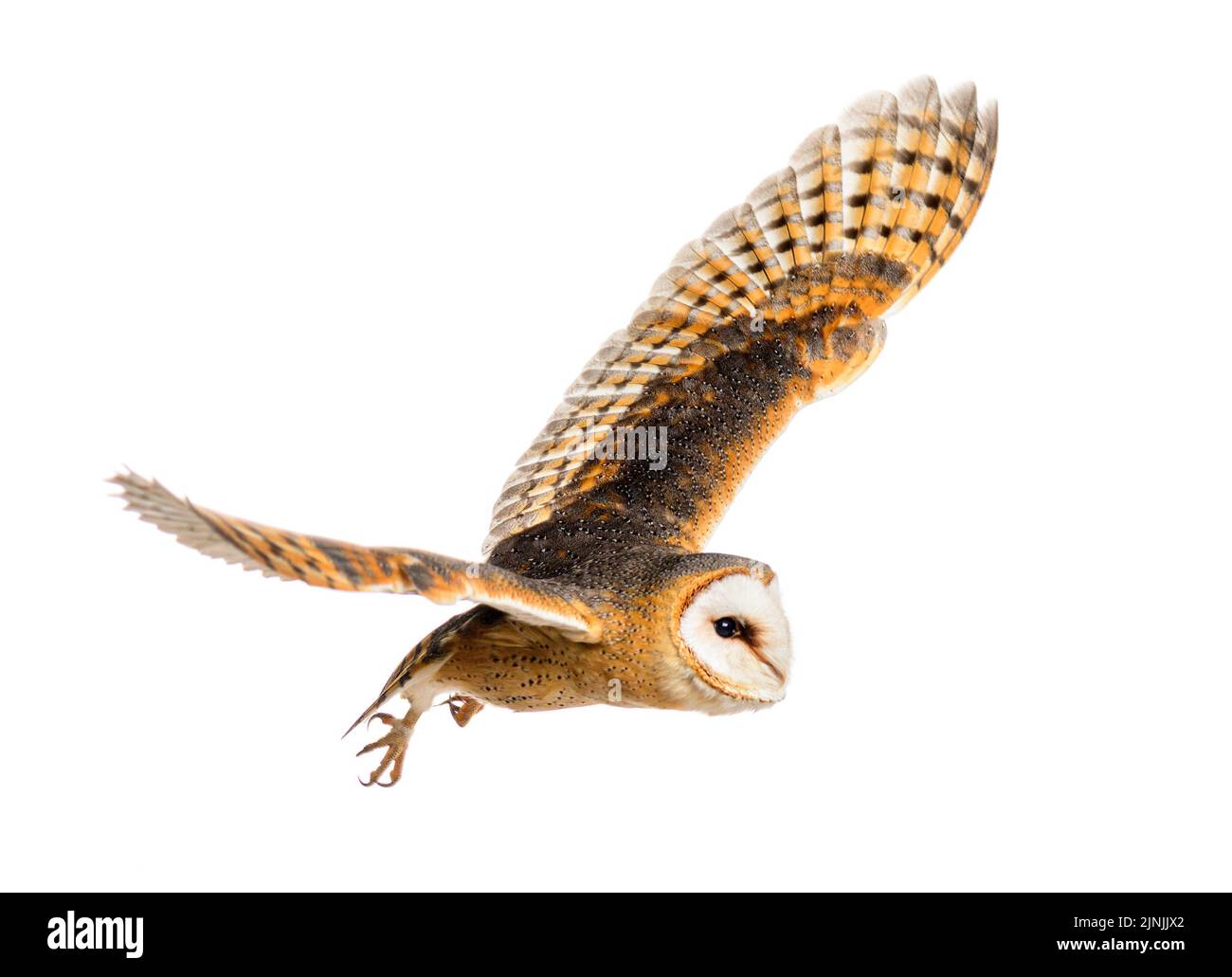 Side view of a Barn Owl, nocturnal bird of prey, flying wings spread, Tyto alba, isolated on ...