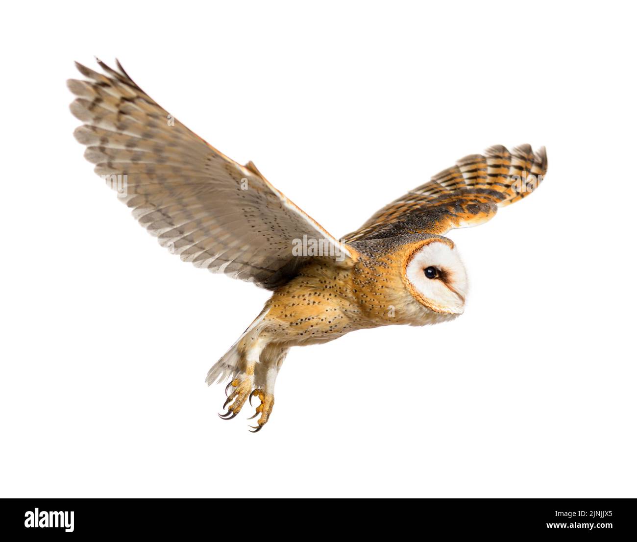 Side view of a Barn Owl, nocturnal bird of prey, flying wings spread, Tyto alba, isolated on ...