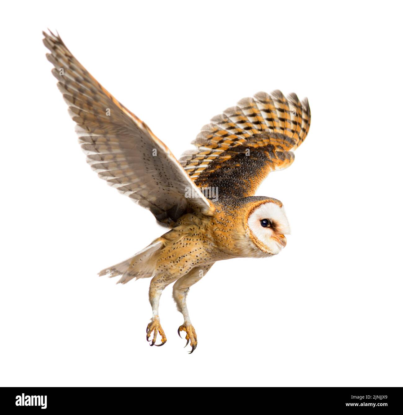 Side view of a Barn Owl, nocturnal bird of prey, flying wings spread, Tyto alba, isolated on ...