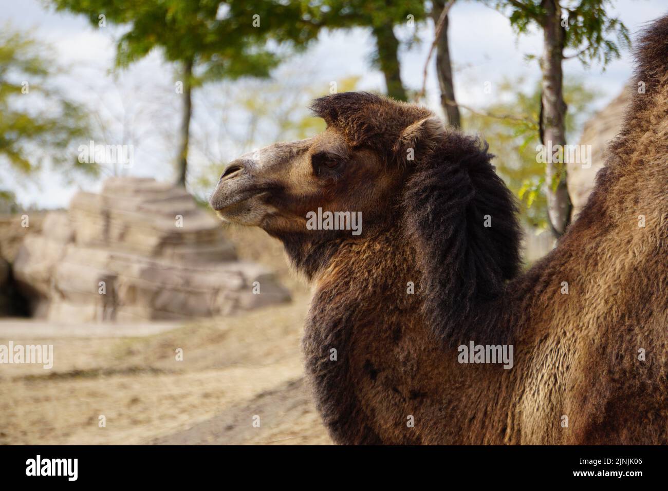 Camel in desert Stock Photo - Alamy