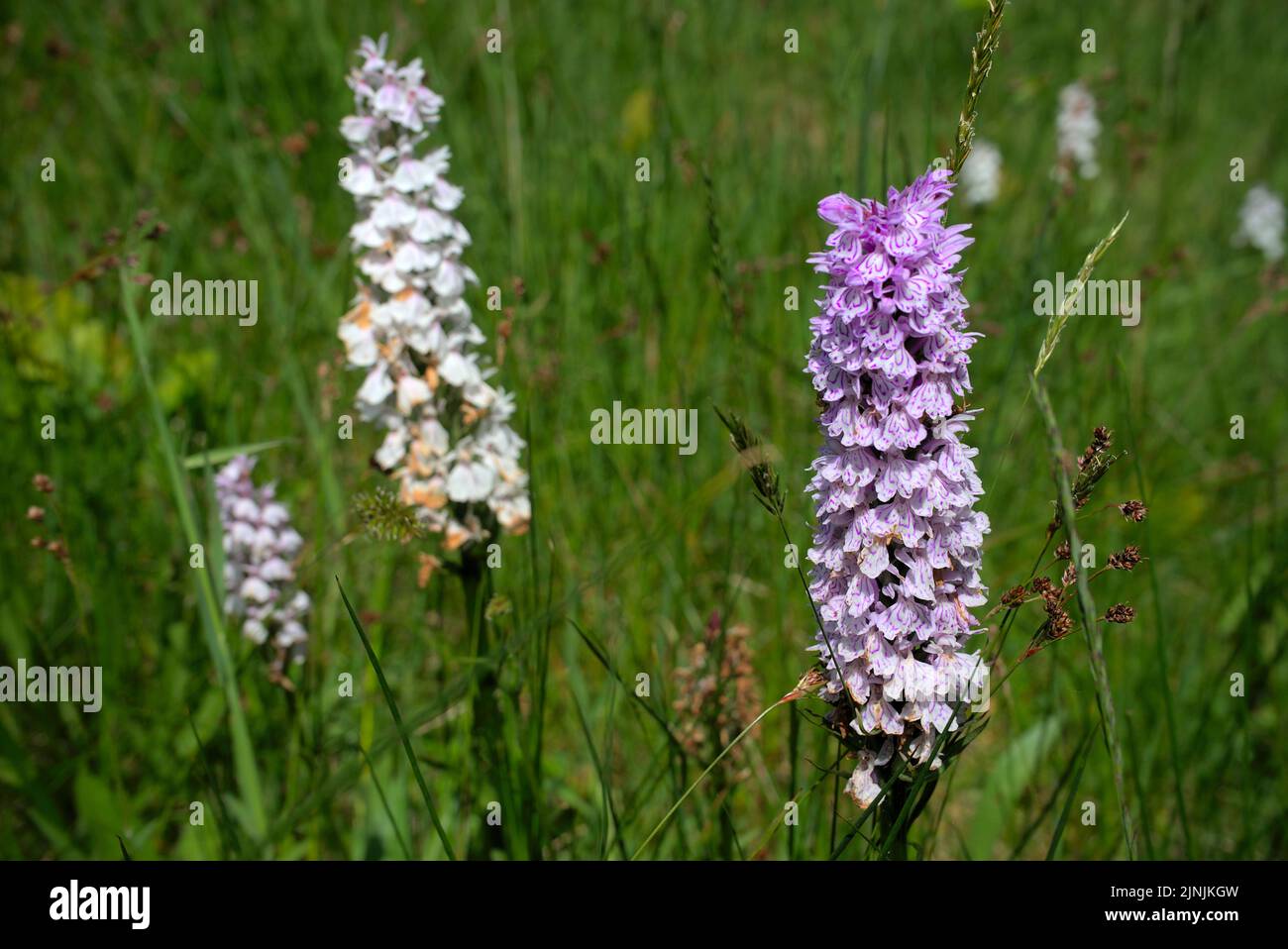 Small pink flower of wild meadow orchids in France Stock Photo - Alamy