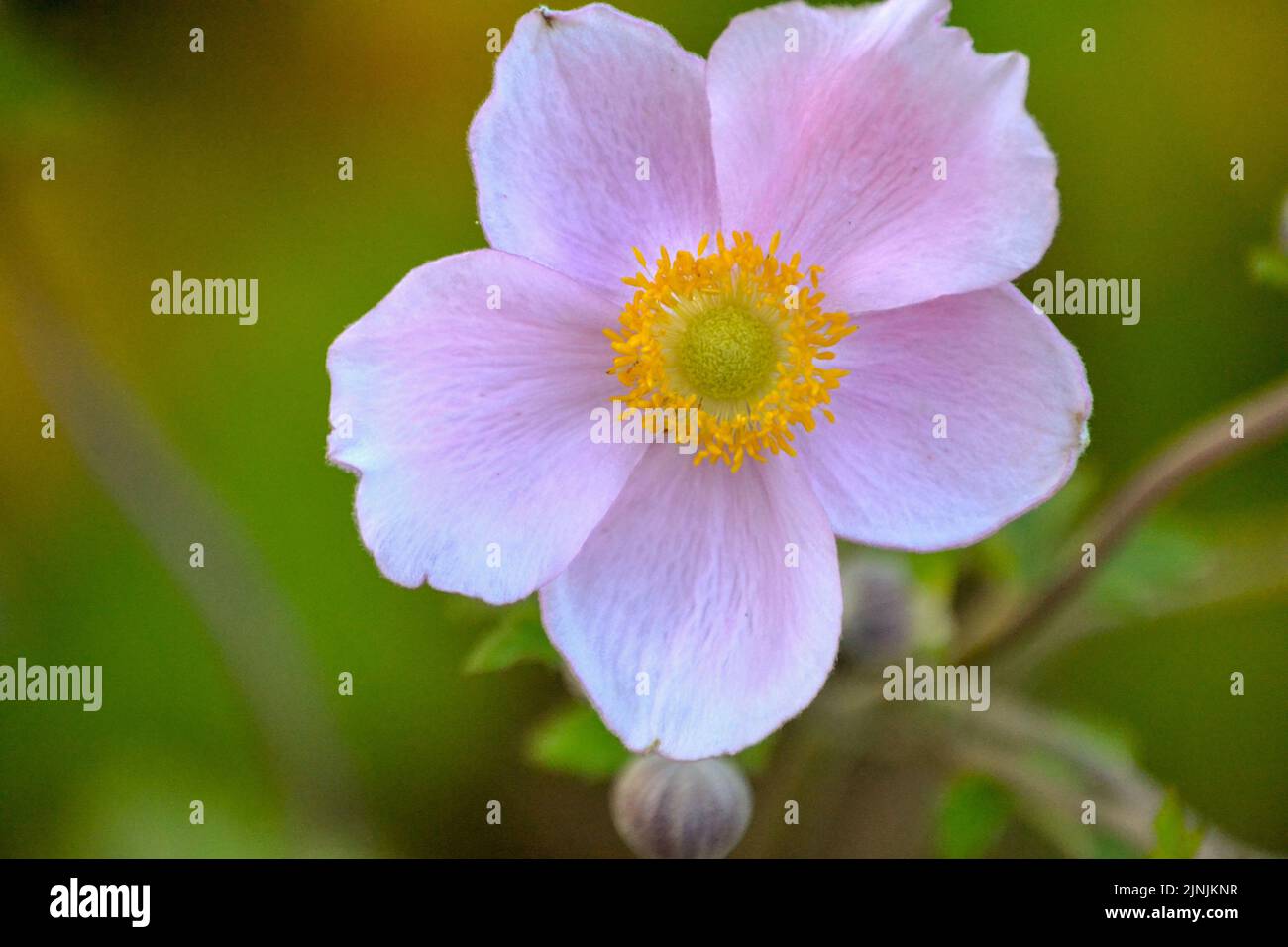 Japanese anemone flower hi-res stock photography and images - Alamy