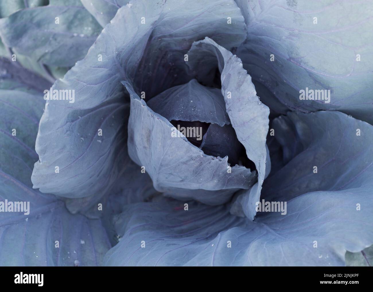 White cabbage (Brassica oleracea var. capitata) grows in the garden ...