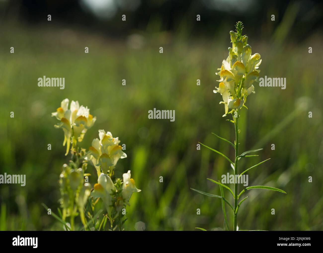 Yellow flowers of Yellow toadflax (Linaria vulgaris) in a field Stock ...