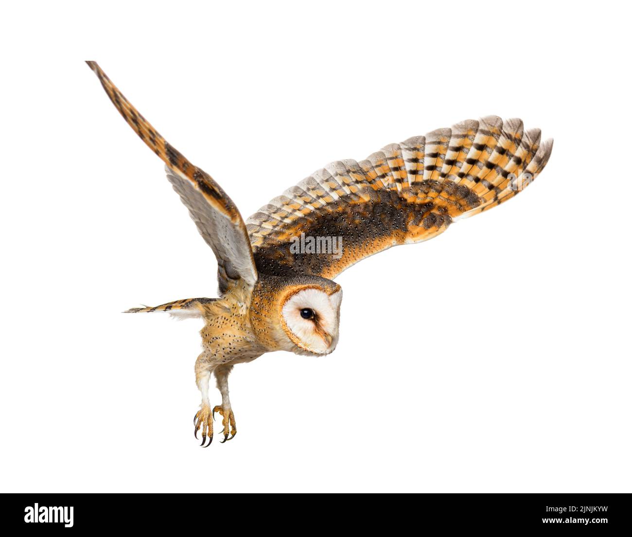 Side view of a Barn Owl, nocturnal bird of prey, flying wings spread, Tyto alba, isolated on ...